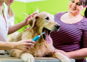 How to Make a Homemade Dog Dental Spray - A DIY Guide