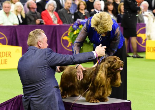 Becoming a Show Dog: A Beginner’s Guide to Get Started