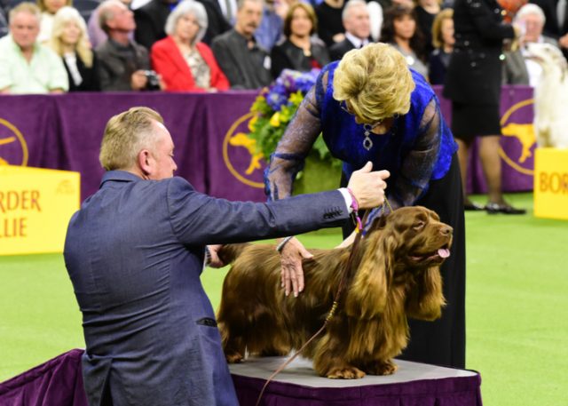 Becoming a Show Dog: A Beginner’s Guide to Get Started