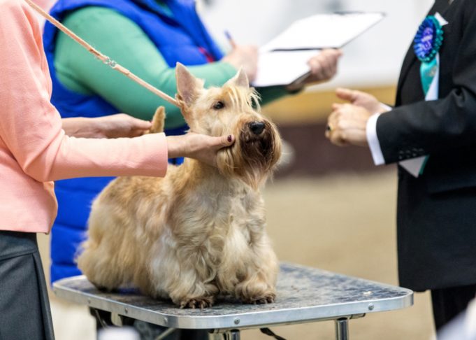 Becoming a Show Dog: A Beginner’s Guide to Get Started