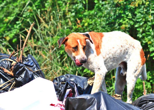 How to Make a Homemade Dog Dental Spray - A DIY Guide