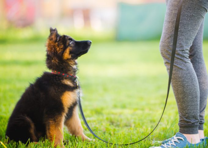 Becoming a Show Dog: A Beginner’s Guide to Get Started