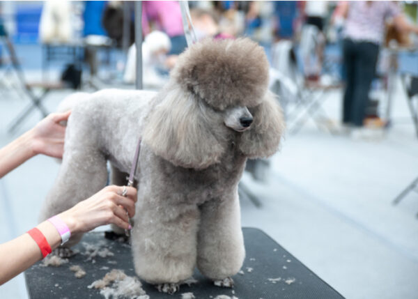 Becoming a Show Dog: A Beginner’s Guide to Get Started