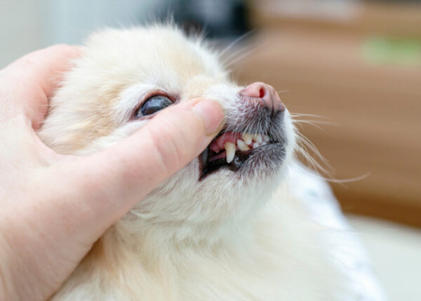 How to Make a Homemade Dog Dental Spray - A DIY Guide