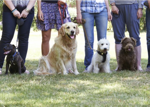 Becoming a Show Dog: A Beginner’s Guide to Get Started
