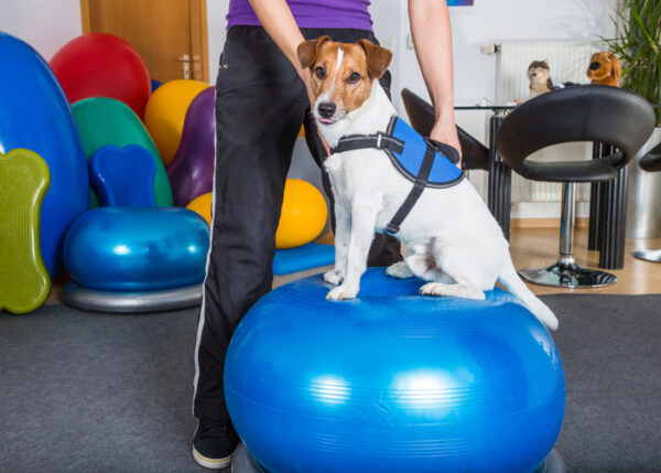 Dog Rehabilitation - A Detailed Physiotherapy Guide – Top Dog Tips