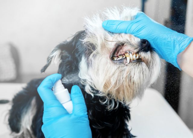 How to Make a Homemade Dog Dental Spray - A DIY Guide