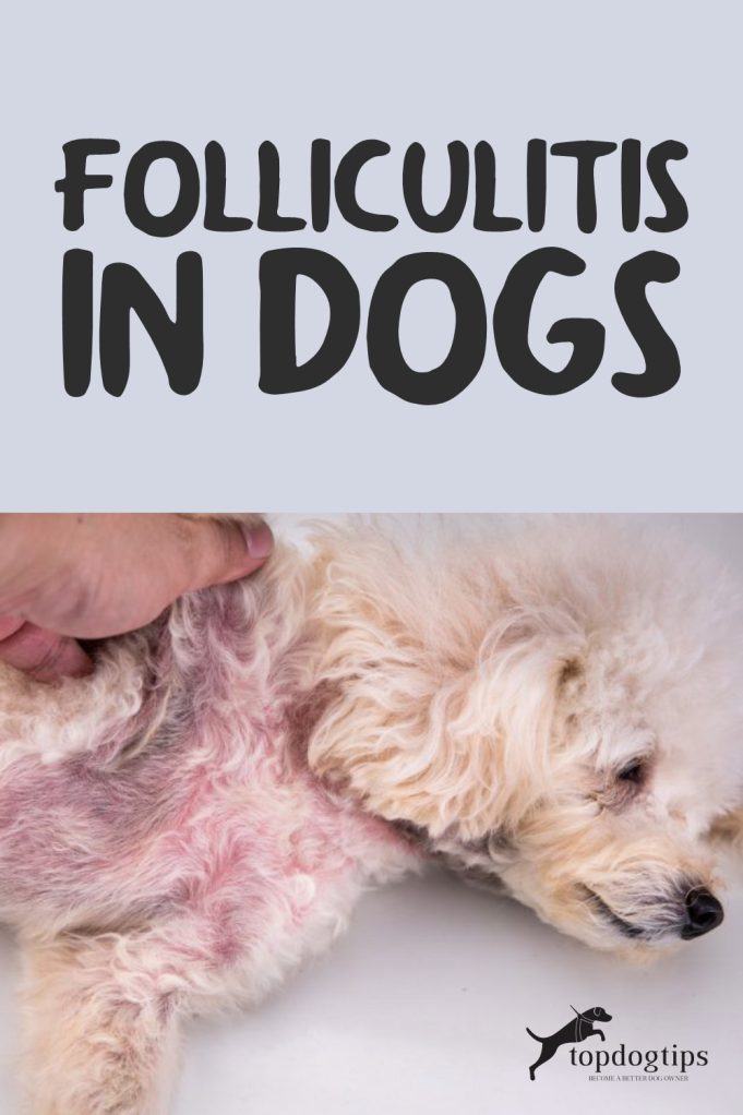 Folliculitis in Dogs: 10 Causes and How to Treat Them