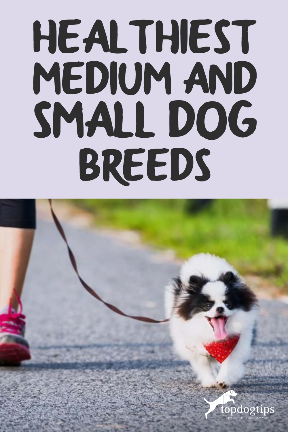 17 of the Healthiest Small and Medium Dog Breeds