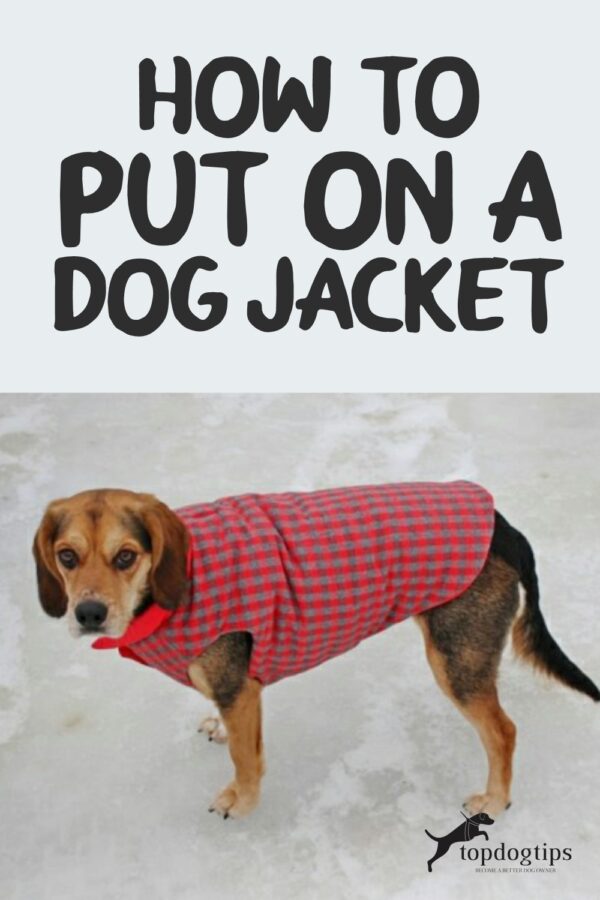 How To Put On A Dog Jacket – Top Dog Tips