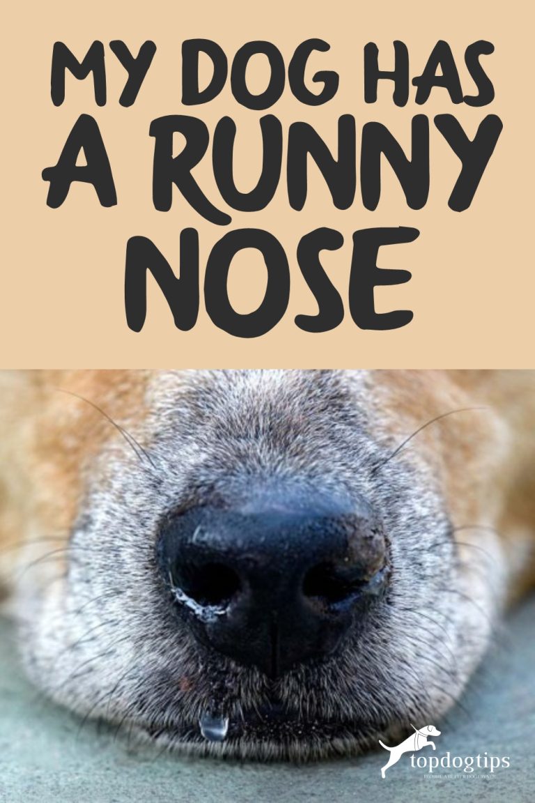My Dog Has a Runny Nose: Reasons Why and 5 Things You Can Do