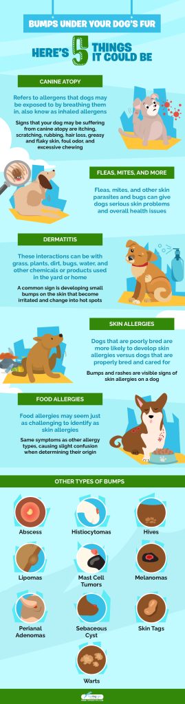 Bumps Under Your Dog's Fur: Here's 5 Things It Could Be