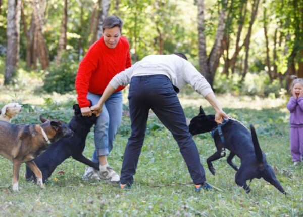 Dog Fights: An Informative Guide On How To Stop Them
