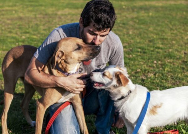 Dog Fights: An Informative Guide On How To Stop Them