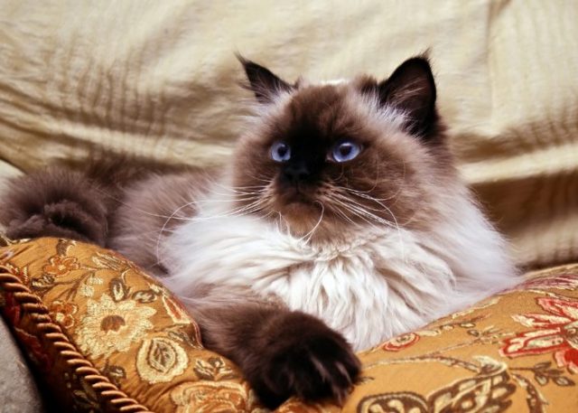Himalayan Cats: Paw-tastic Facts And Overview About The Breed