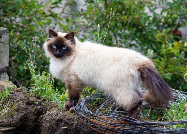 Himalayan Cats: Paw-tastic Facts And Overview About The Breed