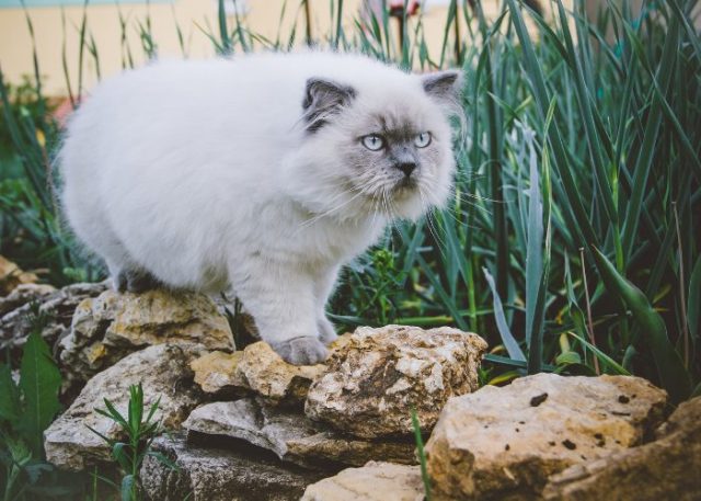 Himalayan Cats: Paw-tastic Facts And Overview About The Breed