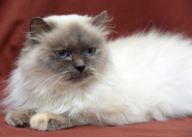 Himalayan Cats: Paw-tastic Facts And Overview About The Breed