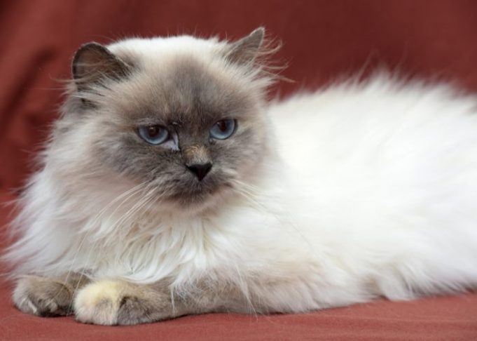 Himalayan Cats: Paw-tastic Facts And Overview About The Breed