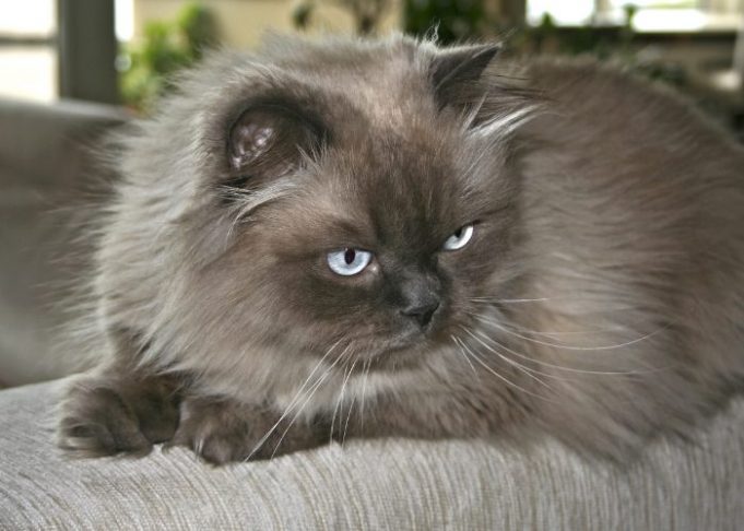 Himalayan Cats: Paw-tastic Facts And Overview About The Breed