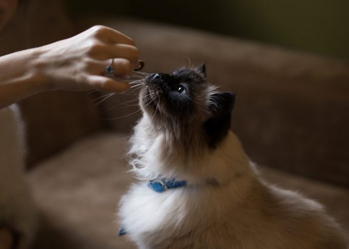 Himalayan Cats: Paw-tastic Facts And Overview About The Breed