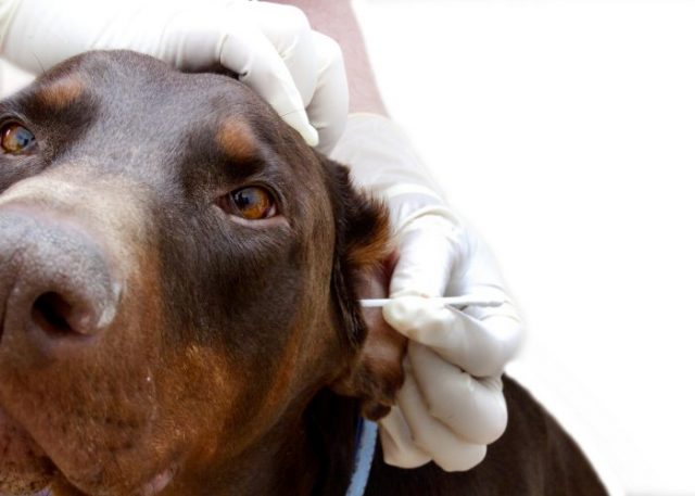Hearing Loss In My Dog And What To Do: An Informative Guide