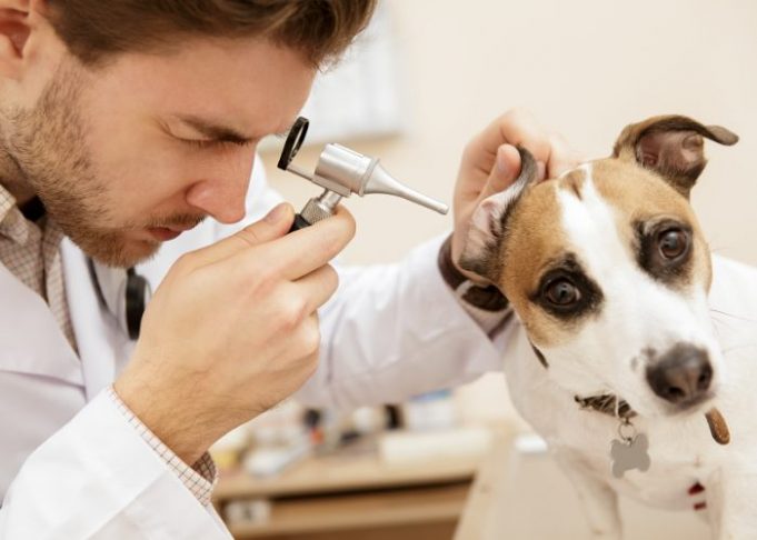Hearing Loss In My Dog And What To Do: An Informative Guide