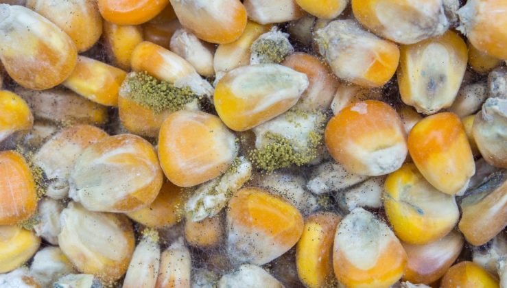 Aflatoxin Poisoning Linked To Midwestern Pet Foods, Inc. says FDA