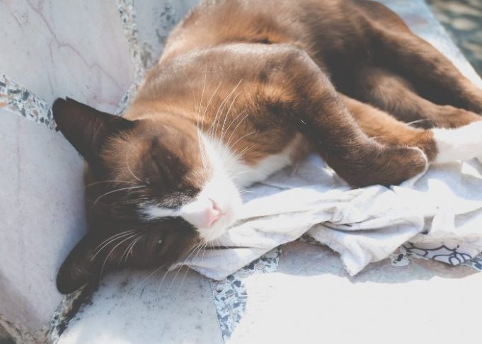 Aflatoxin Poisoning Linked To Midwestern Pet Foods, Inc. says FDA