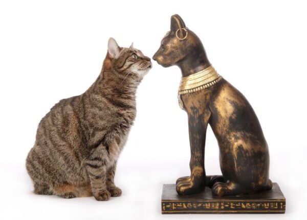 The Evolution of Cats: Knowing Our Favorite Furry Friend