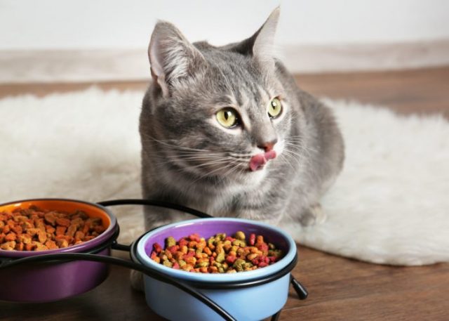 The Evolution of Cats: Knowing Our Favorite Furry Friend