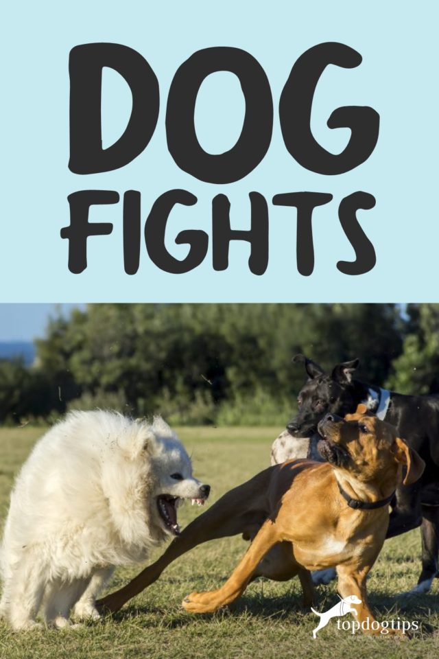 Dog Fights: An Informative Guide On How To Stop Them