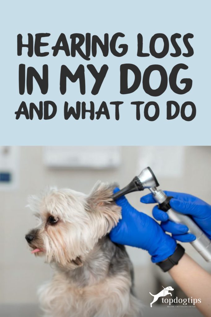 Hearing Loss In My Dog And What To Do: An Informative Guide