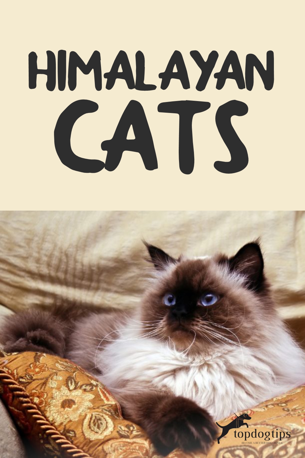 Himalayan Cats: Paw-tastic Facts And Overview About The Breed
