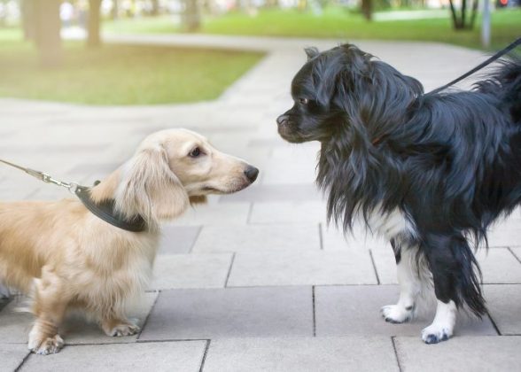 Multi-Dog Home Guide: What is a Multi-Dog Household
