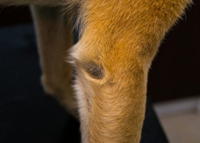 Folliculitis in Dogs: 10 Causes and How to Treat Them