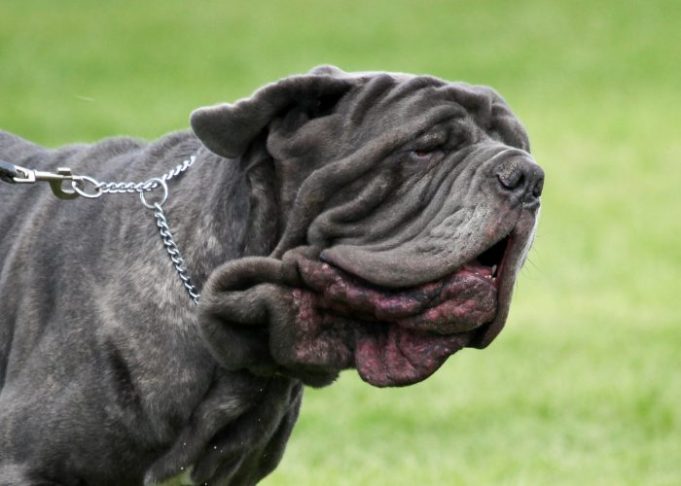 Folliculitis in Dogs: 10 Causes and How to Treat Them