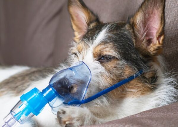 Congestive Heart Failure in Dogs: What to Expect and Do