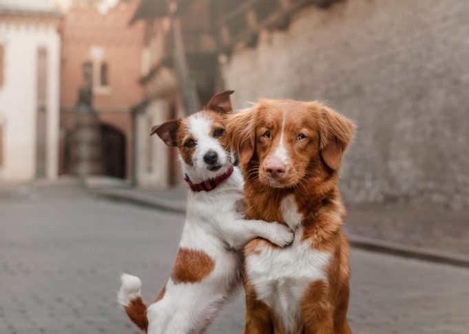 Multi-Dog Home Guide: What is a Multi-Dog Household