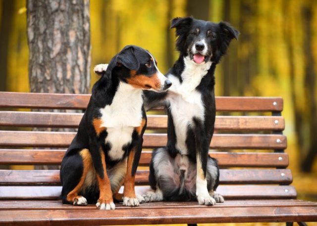 Multi-Dog Home Guide: What is a Multi-Dog Household
