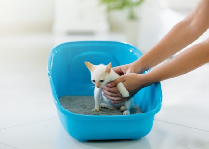 Litter Training Your New Kitten Or Cat: A Comprehensive Guide