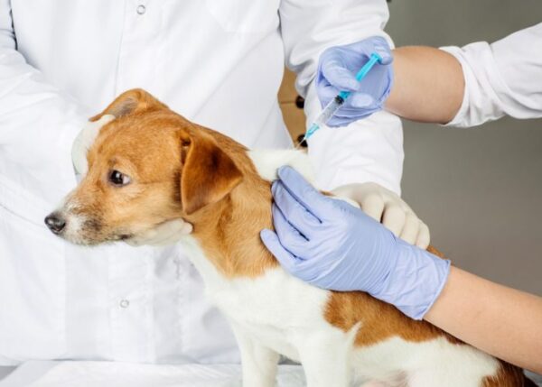 Unwanted Pregnancy in Dogs: Prevention and Termination