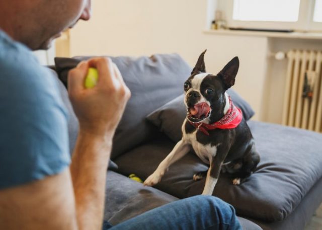 Millennials on Parenthood: 10 Reasons Why Millennials Opt For Pets