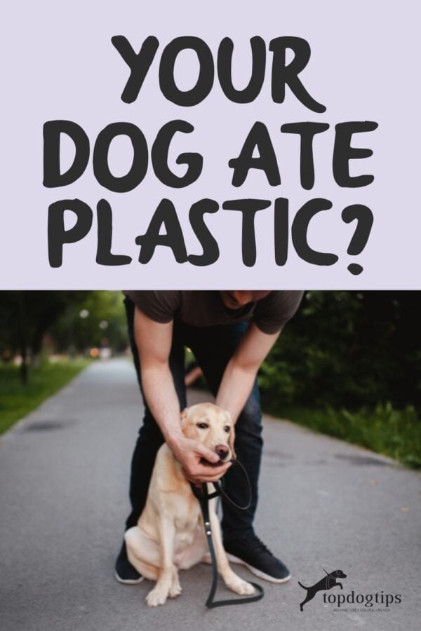 Your Dog Ate Plastic? Here’s 6 Steps You Must Do Immediately
