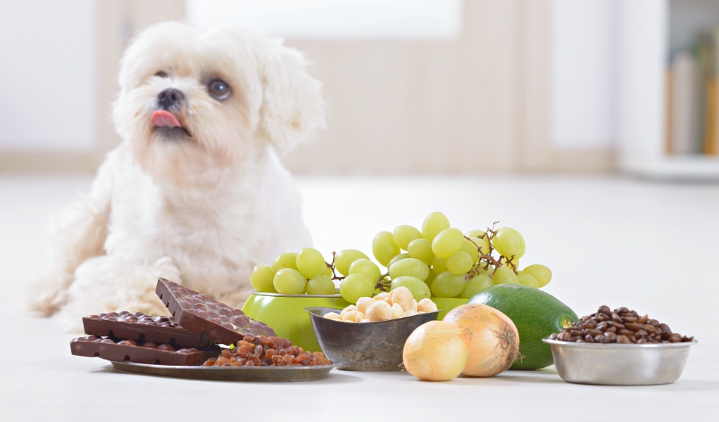 5 Toxic Foods for Dogs That You Need To Avoid – Top Dog Tips