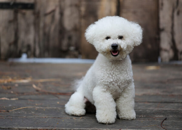 Bichon Frise Dog Breed Profile – Top Dog Tips