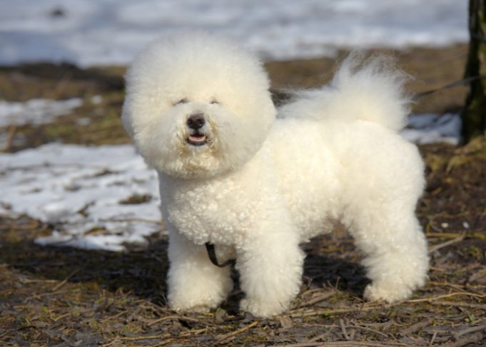Bichon Frise Dog Breed Profile – Top Dog Tips