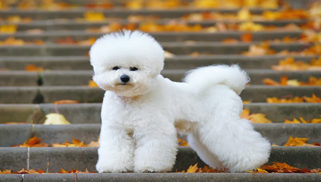 Bichon Frise Dog Breed Profile – Top Dog Tips