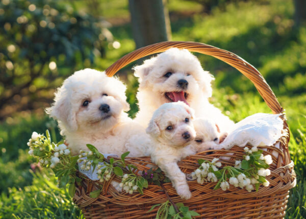 Bichon Frise Dog Breed Profile – Top Dog Tips