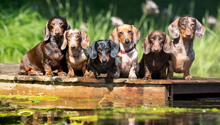 Dachshund Dog Breed Profile – Top Dog Tips
